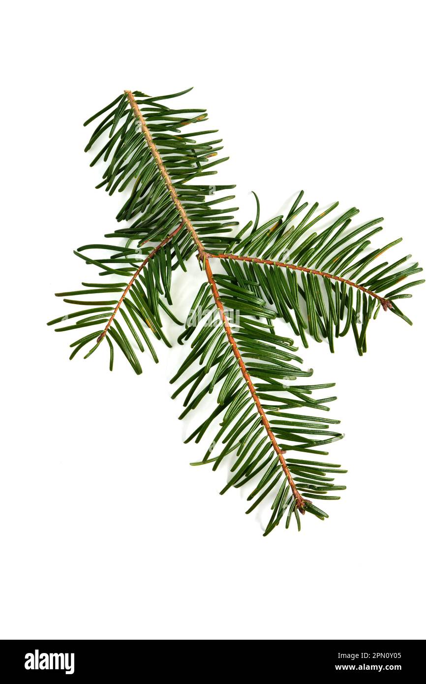 Pacific yew Cut Out Stock Images & Pictures - Alamy