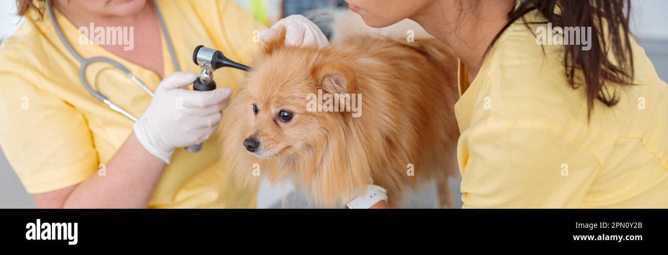 Veterinarian inspecting dog ears hi-res stock photography and images ...