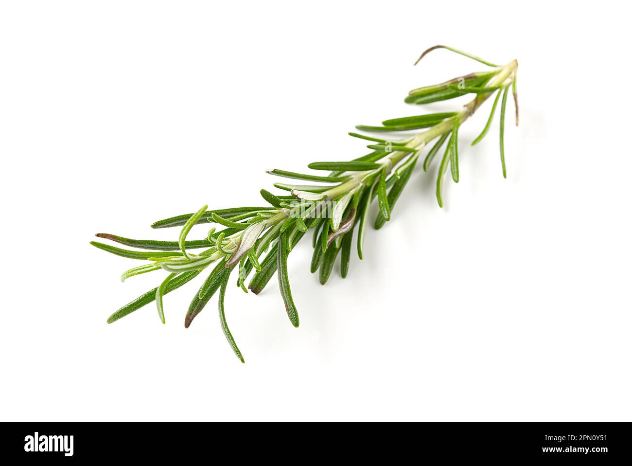 Fresh green sprig of rosemary isolated on a white background Stock ...
