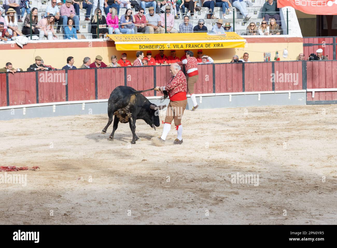 March 26, 2023 Lisbon, Portugal: Tourada - forcado pulling the bull by ...