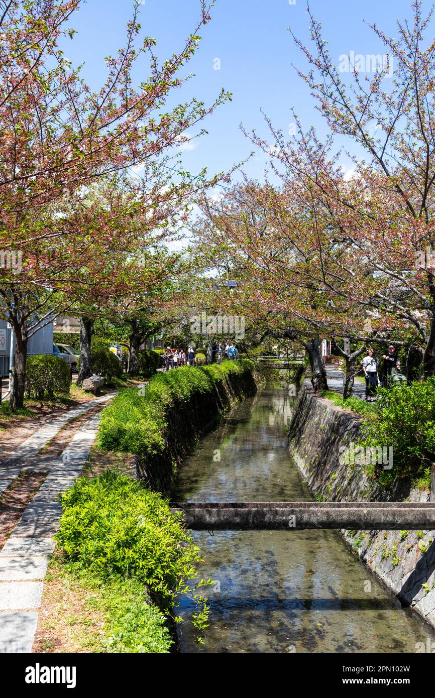 Kyoto Japan April 2023, Philosophers Path walking trail during cherry ...
