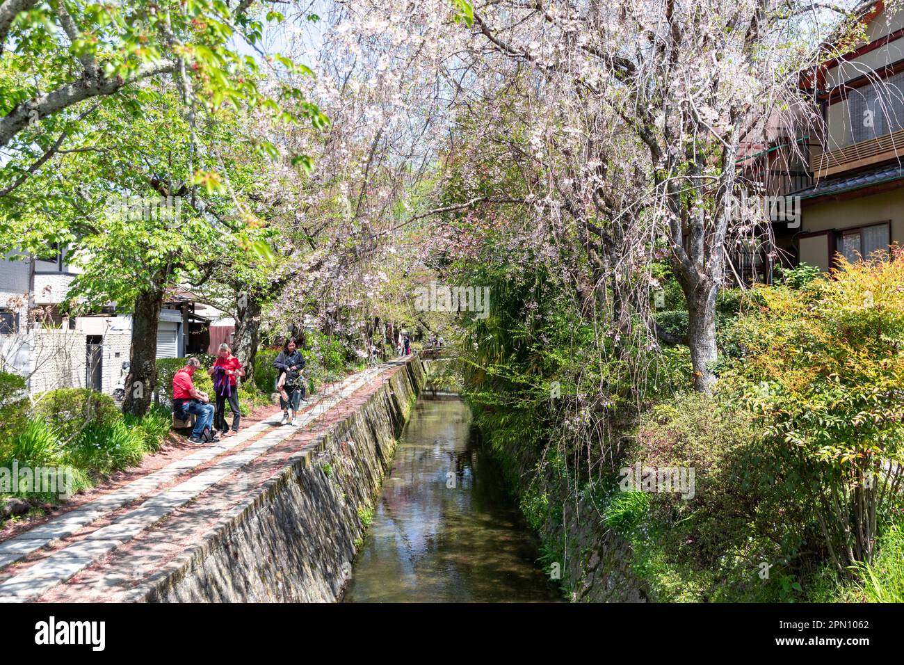 Kyoto Japan April 2023, Philosophers Path walking trail during cherry ...