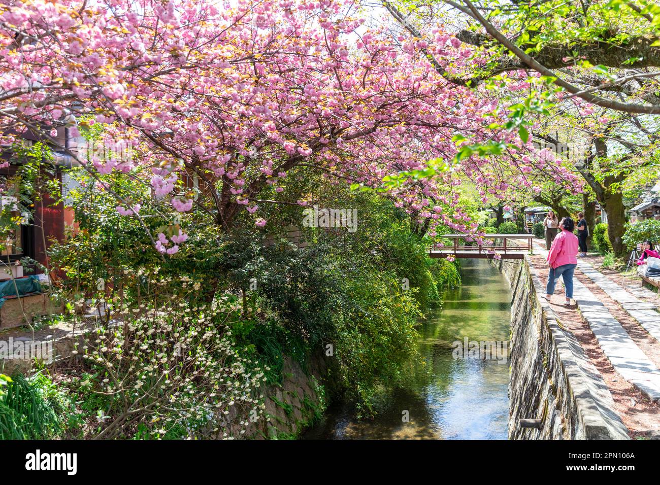 Kyoto Japan April 2023, Philosophers Path walking trail during cherry ...