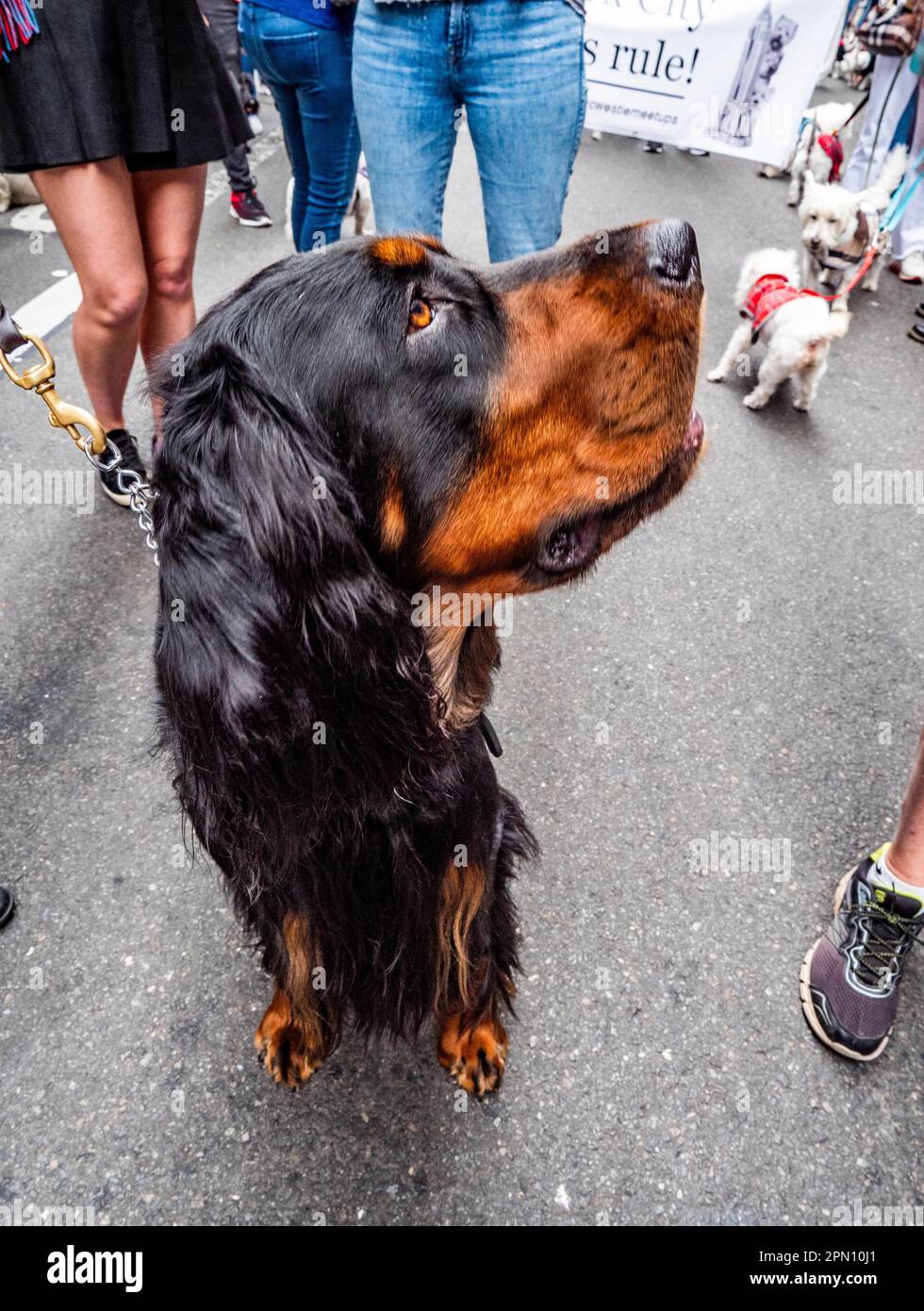 New York, New York, USA. 15th Apr, 2023. A Scottish breed this Gordon ...