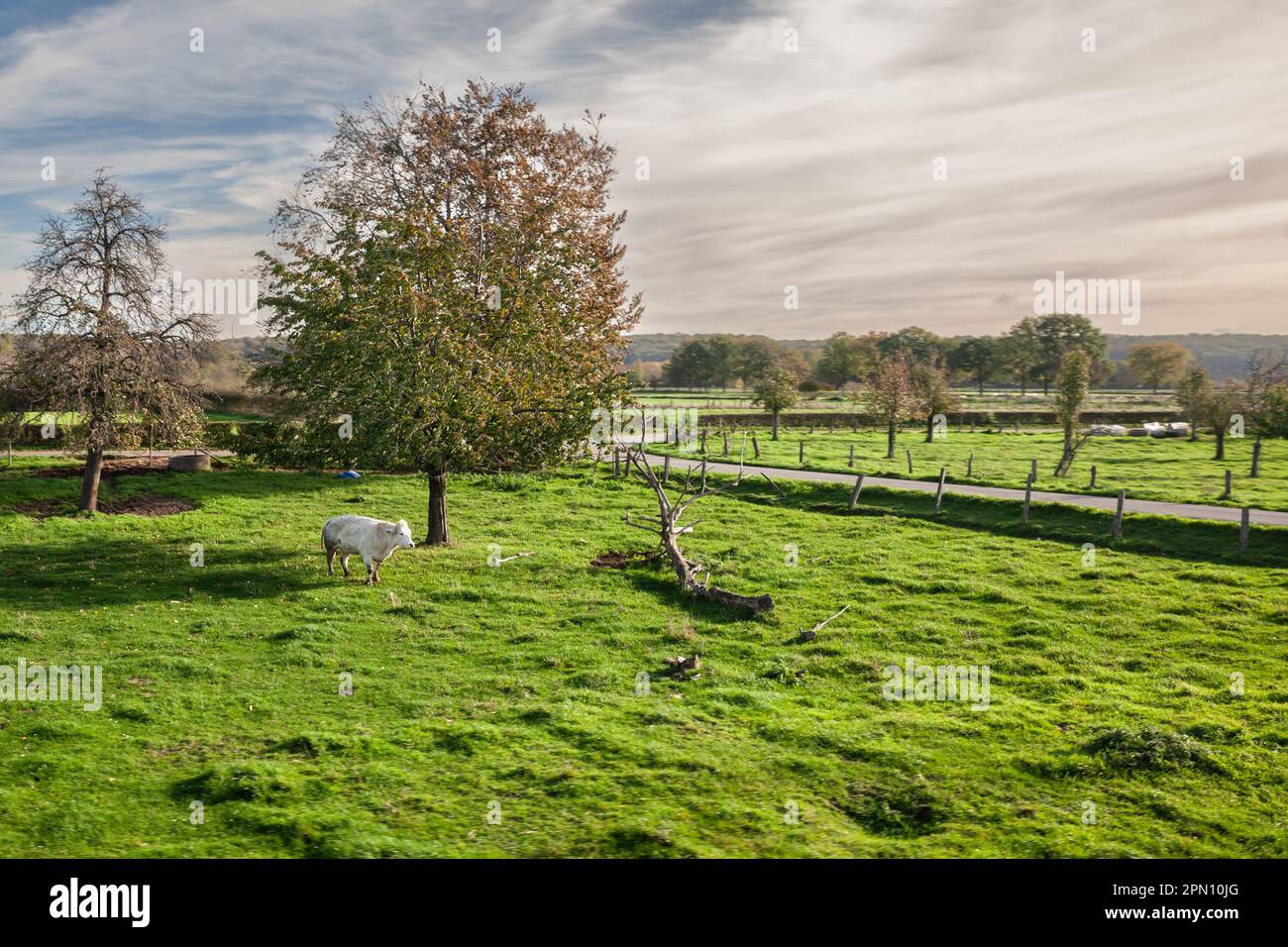 Picture of a typical dutch grass field with a cow, white with horns ...