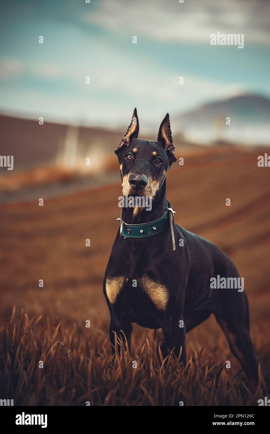 Doberman Possing Portraits Stock Photo - Alamy