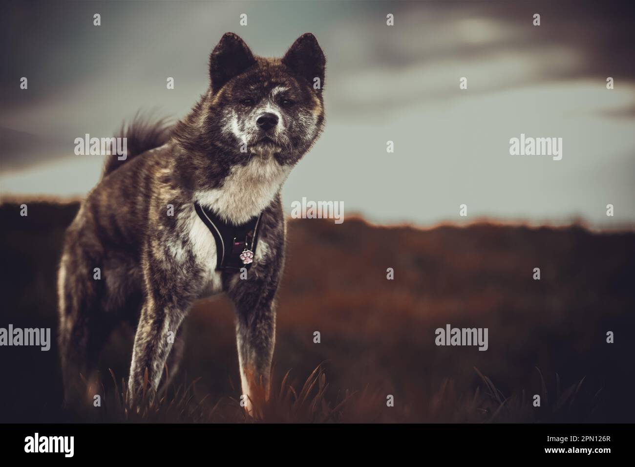 Akita Inu Japanese Akita adult brindle portrait Stock Photo - Alamy