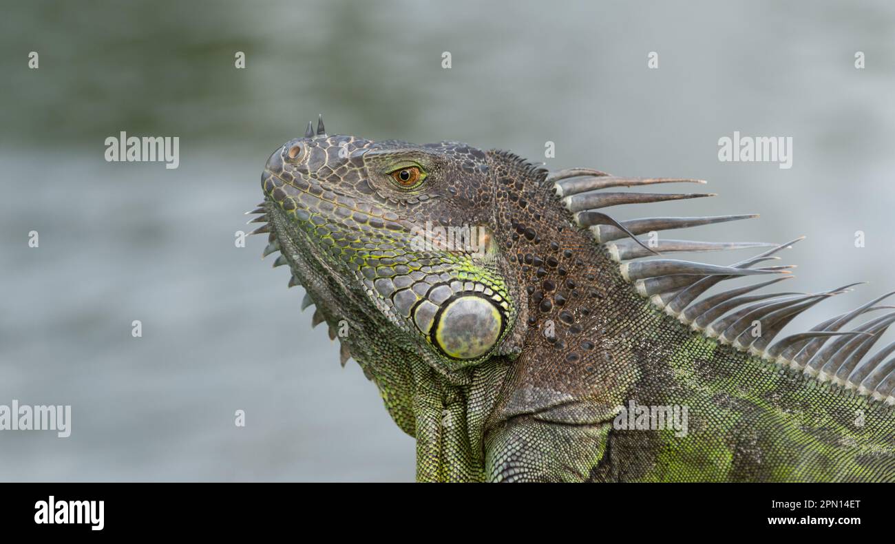 photo of green iguana lizard. iguana lizard reptile. iguana lizard in ...