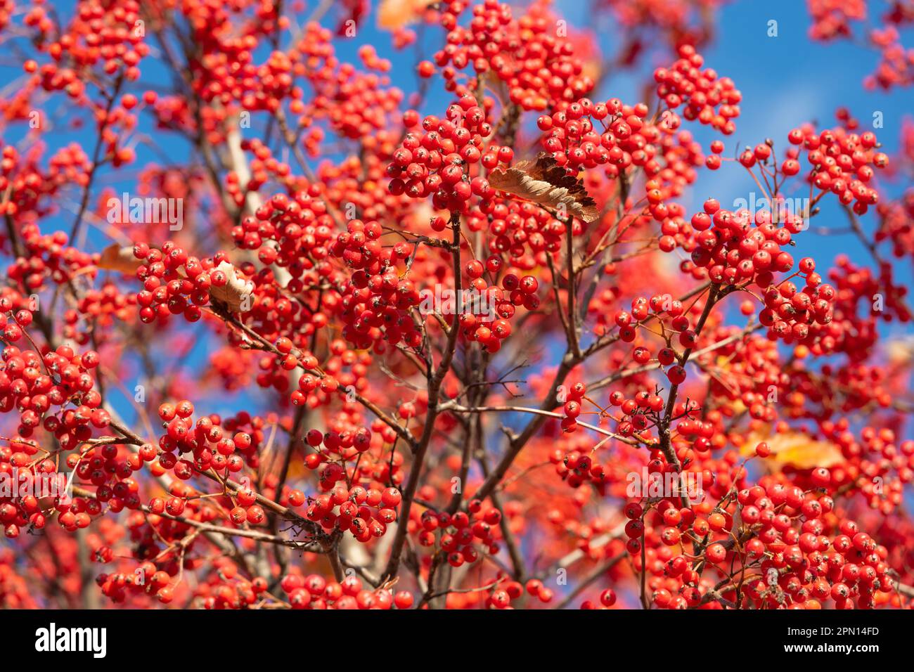 rowan tree with red berry sorb backdrop Stock Photo - Alamy