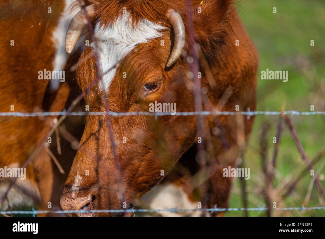 A brown and white cow is standing in a pasture, its head bowed down ...