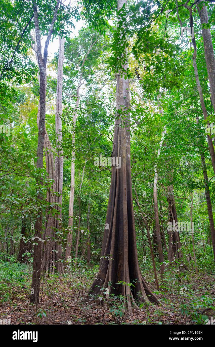 jungle forest nature. jungle forest nature landscape. jungle forest ...