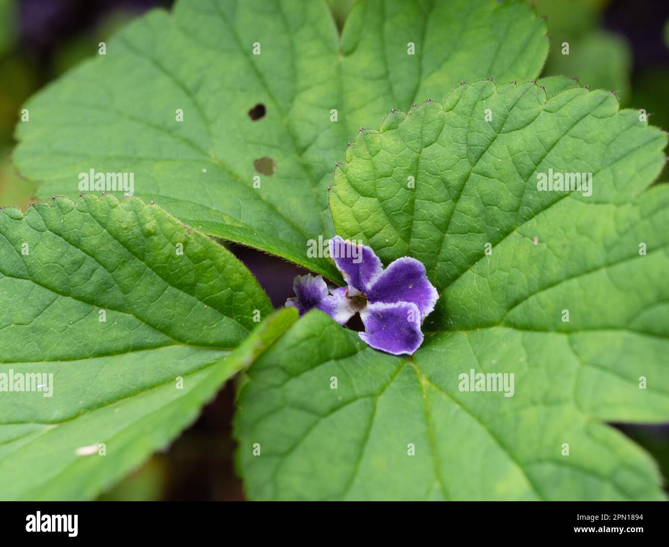 A cluster of vibrant green leaves of Japanese Windflower plant with a ...