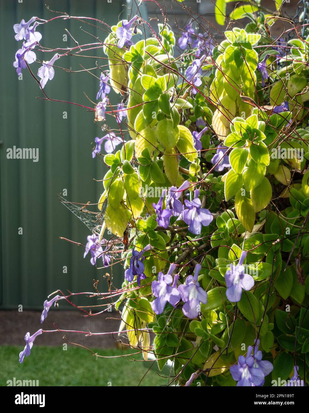 Thins stems hi-res stock photography and images - Alamy