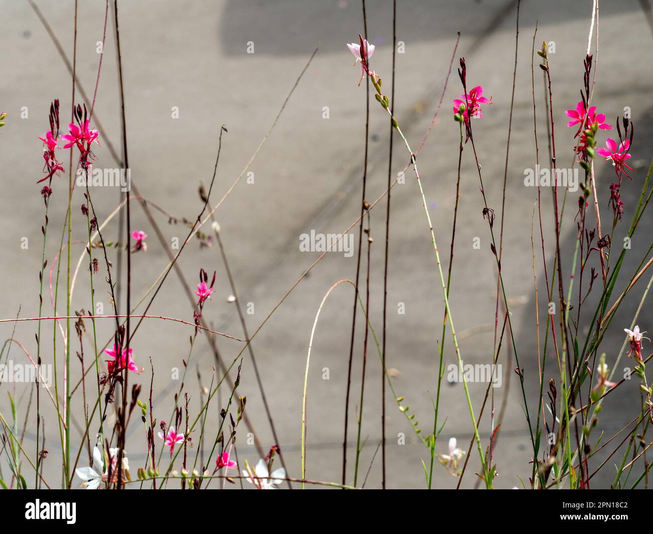 Gaura autumn hi-res stock photography and images - Alamy