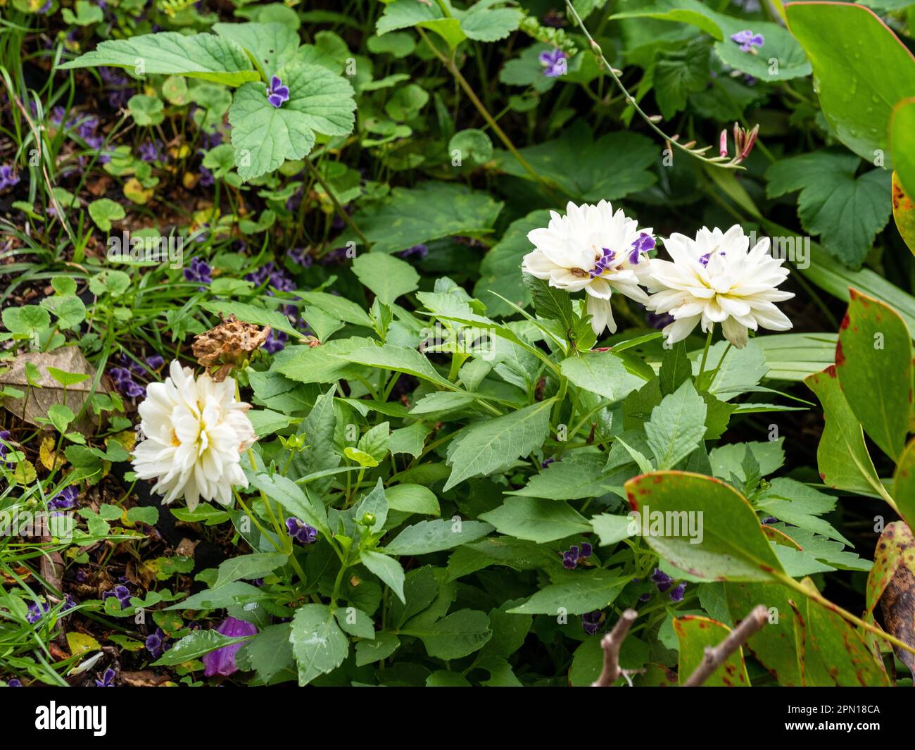 Three creamy white Dahlia Flowers amongst green leaves and foliage and ...