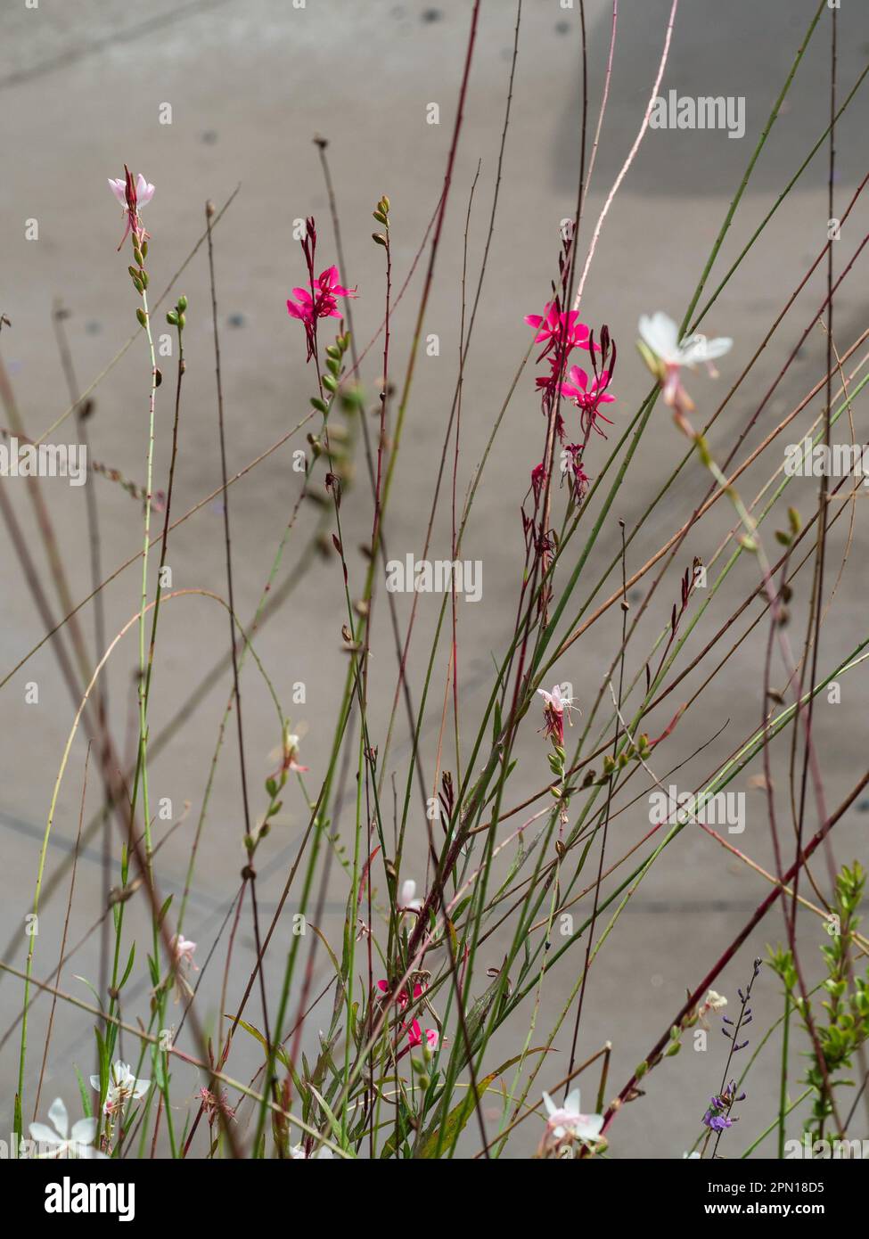 Gaura autumn hi-res stock photography and images - Alamy