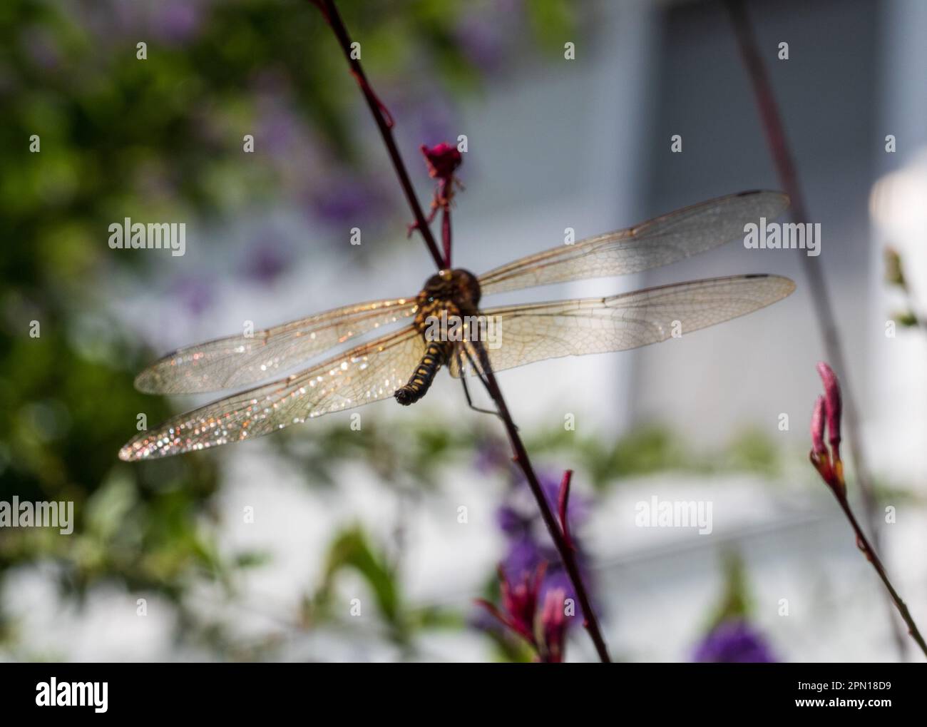 A large bronze gold Dragonfly, prehistoric insect, shiny translucent ...
