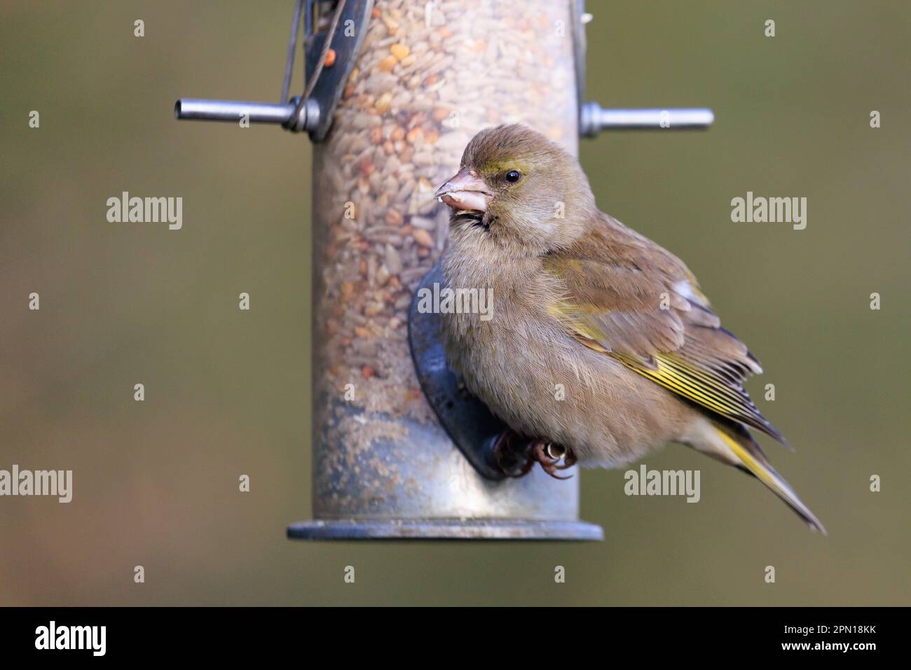European Greenfinch [ Chloris chloris ] on garden seed feeder showing ...