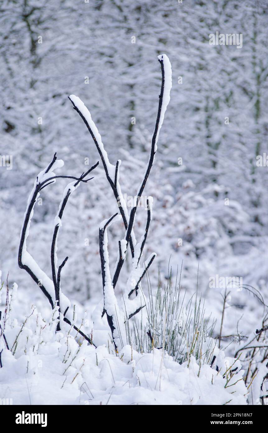 branches of a burned bush covered with snow Stock Photo - Alamy