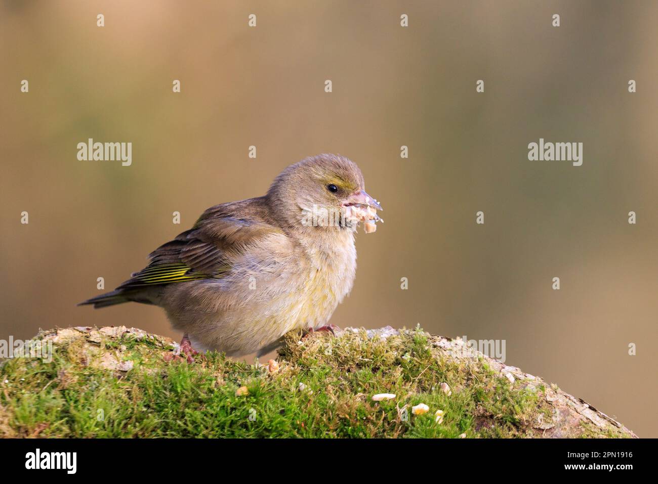 European Greenfinch [ Chloris chloris ] on baited log showing symptoms ...