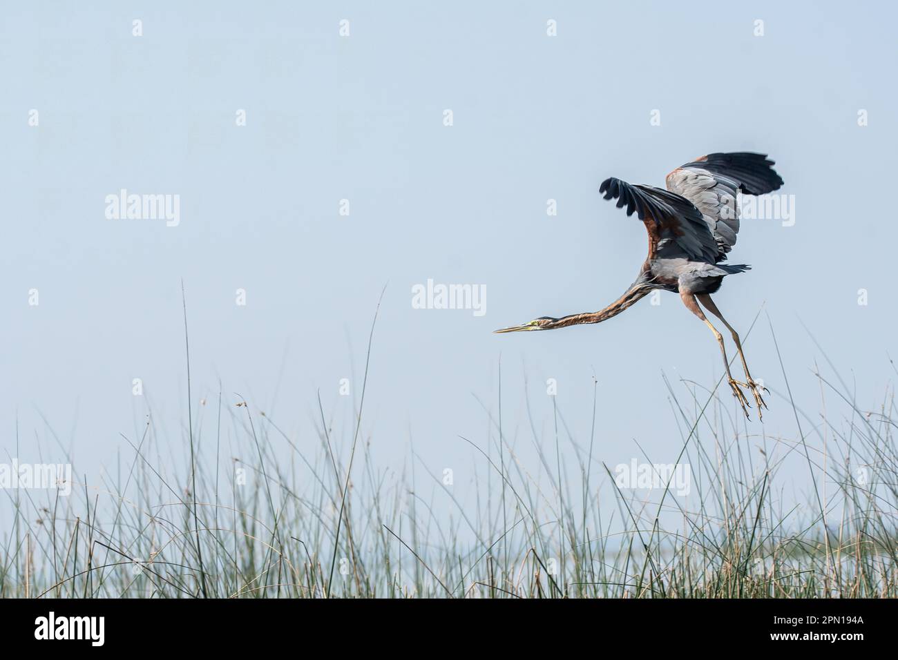 A purple heron taking off from reeds in the marshy land inside ...