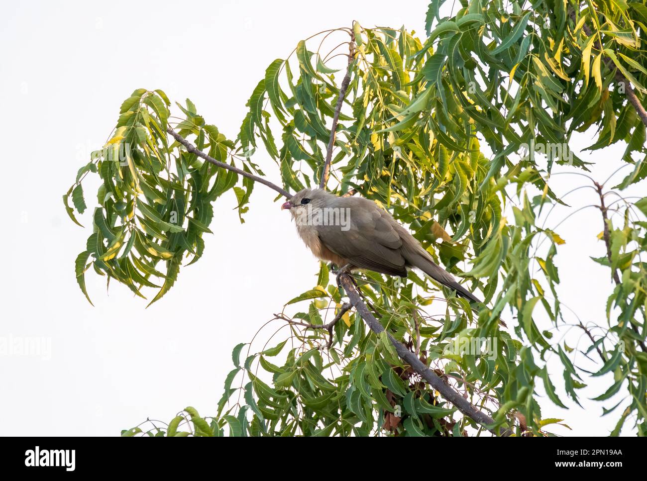 A blue faced malkoha bird perched on top of a tree in the outskirts of ...