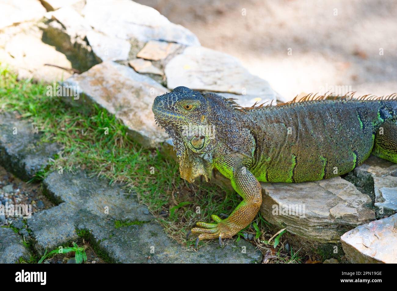 green color iguana lizard in nature. photo of iguana lizard reptile ...
