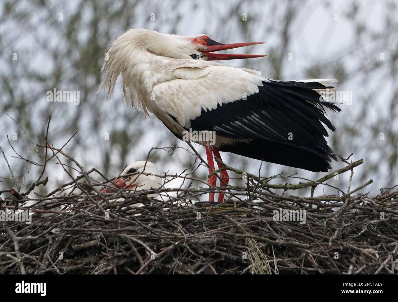 Hamburg, Germany. 13th Apr, 2023. A pair of storks sits in their stork ...