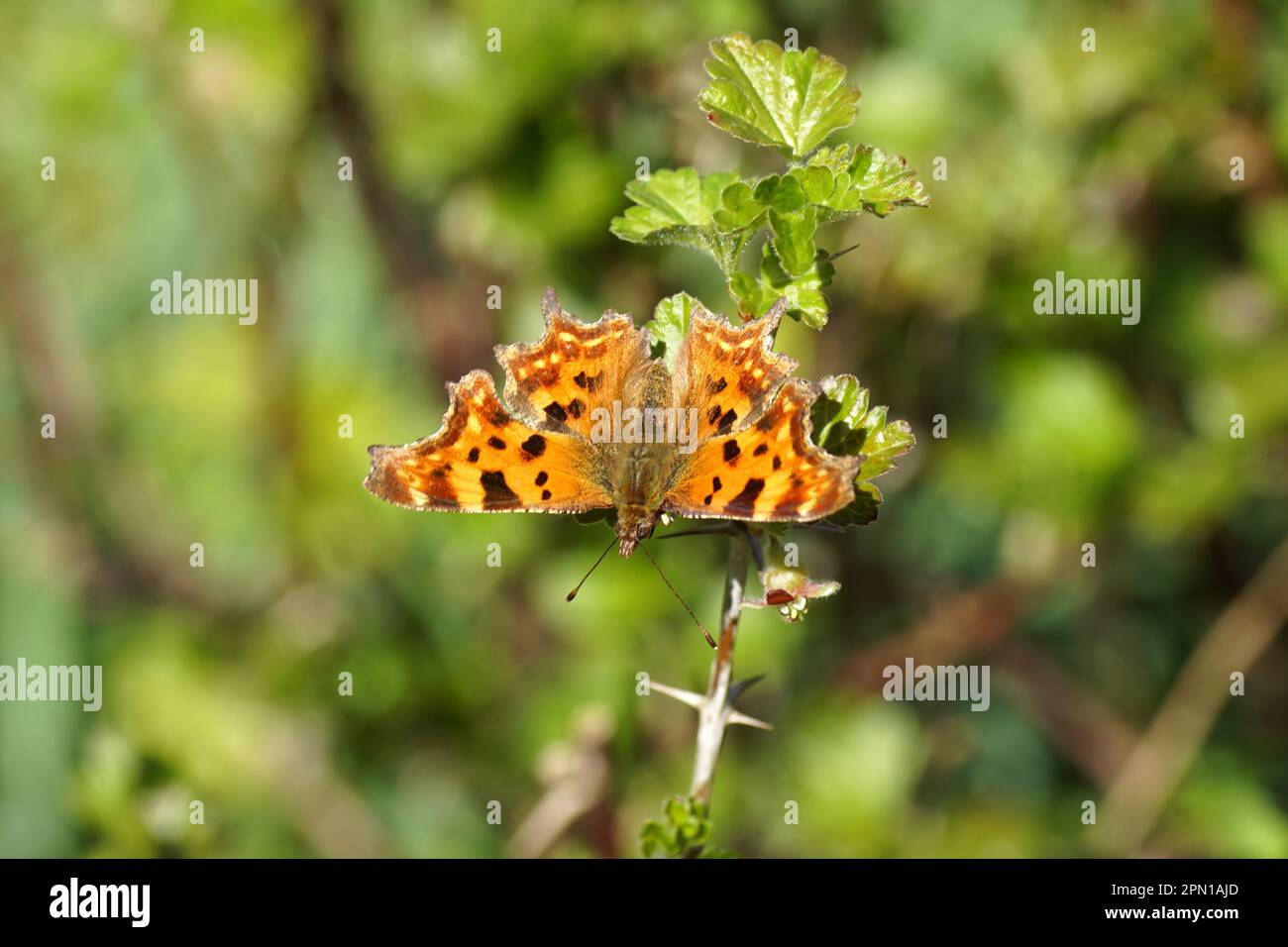 Comma (Polygonia c album), family Nymphalidae on a branch with flower ...