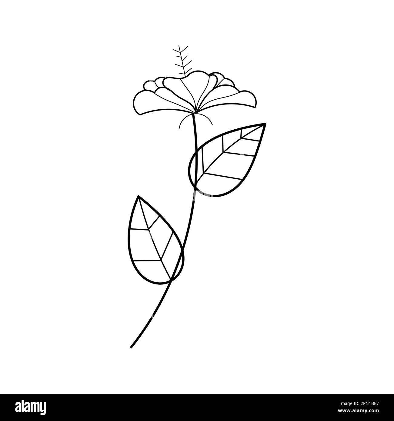 Cute Beautiful flower botanical floral vector illustration outline hand ...