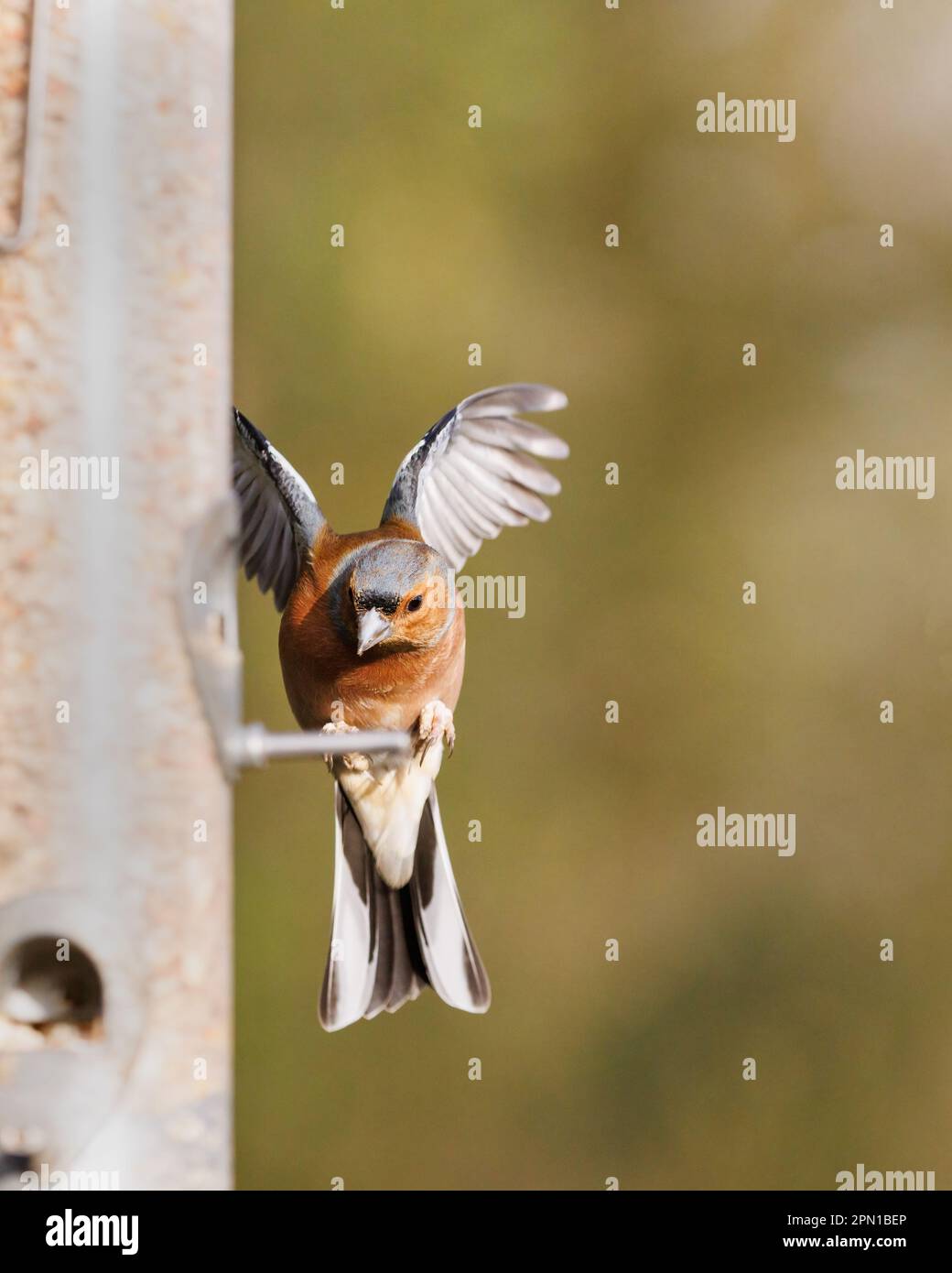 Chaffinch [ Fringilla coelebs ] Male bird flapping wings as it lands on ...