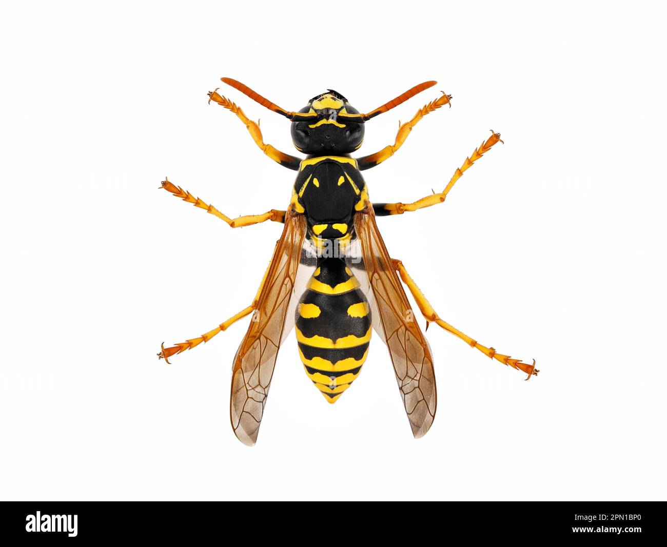 Top view of a European wasp, Vespinae isolated on white background ...
