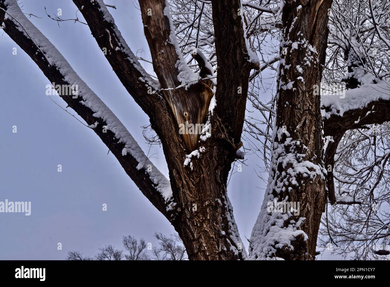 Winter Blizzard and Elm Tree in Canyon, Texas near Amarillo, Winter of ...