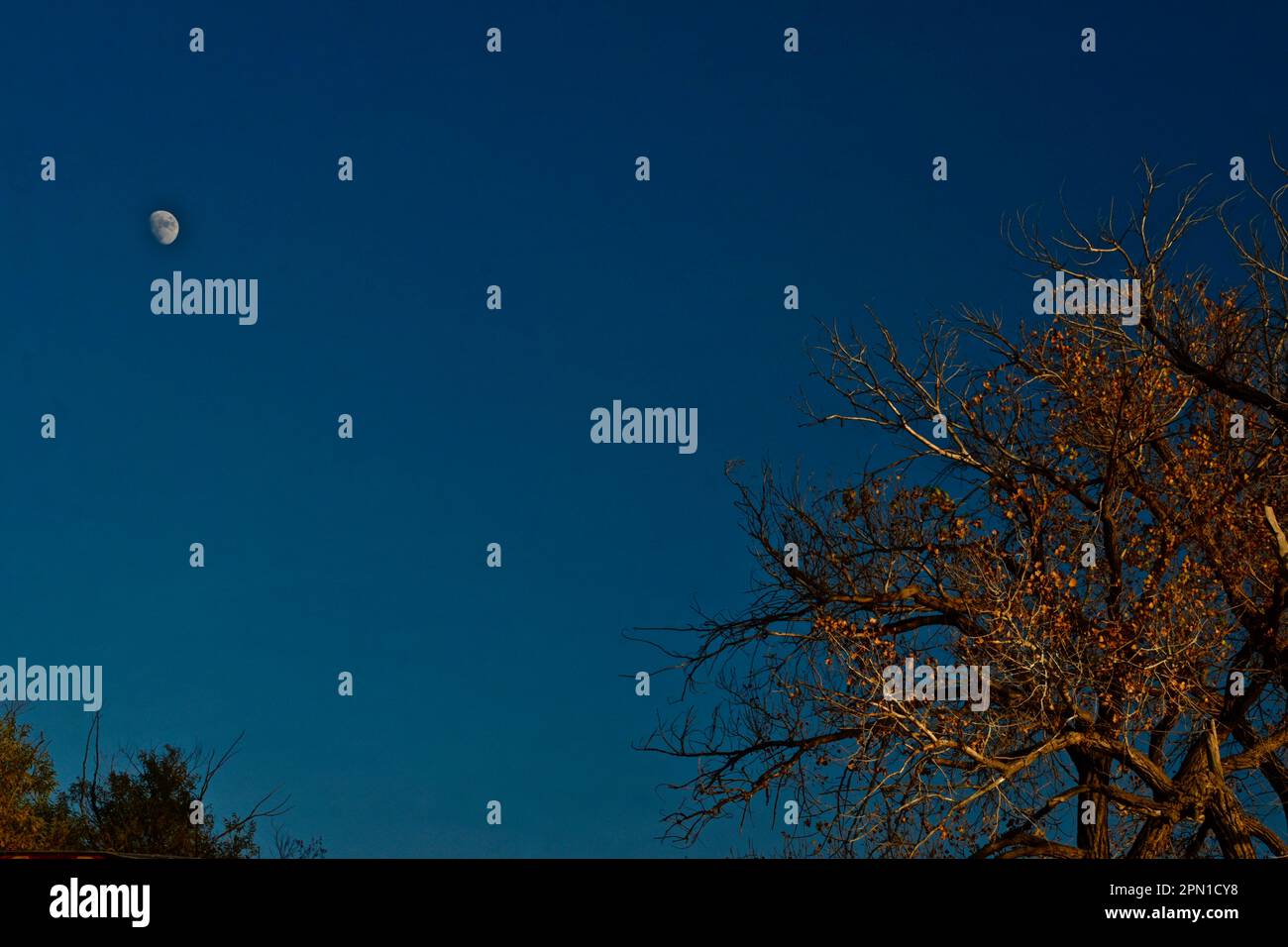 Winter Blizzard and Elm Tree in Canyon, Texas near Amarillo, Winter of ...