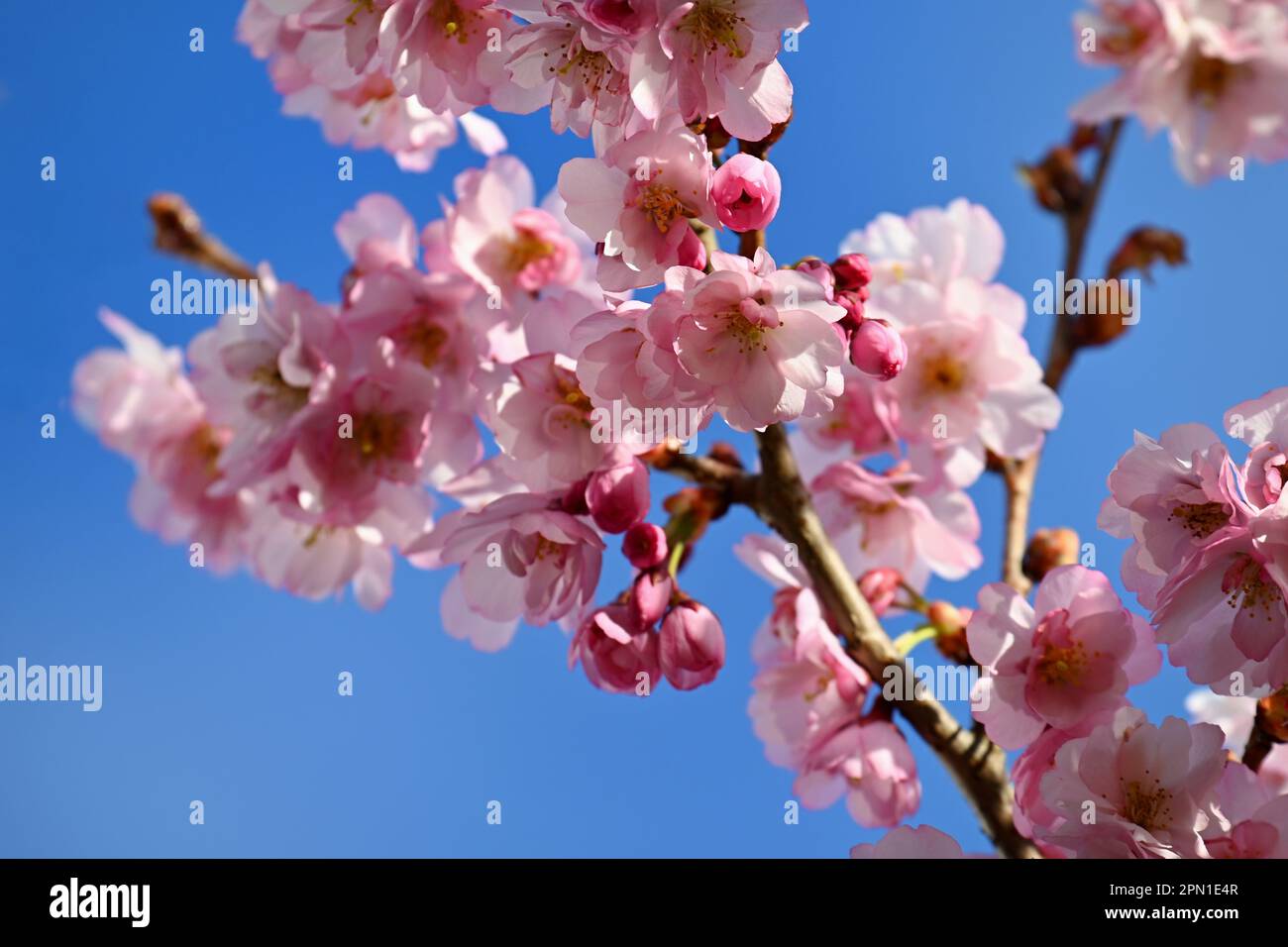 Beautiful spring background with nature. Colorful flowers in spring ...
