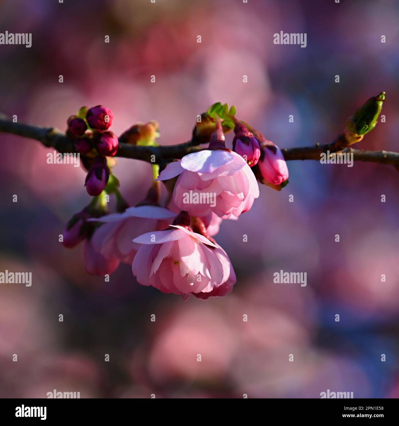 Beautiful spring background with nature. Colorful flowers in spring ...