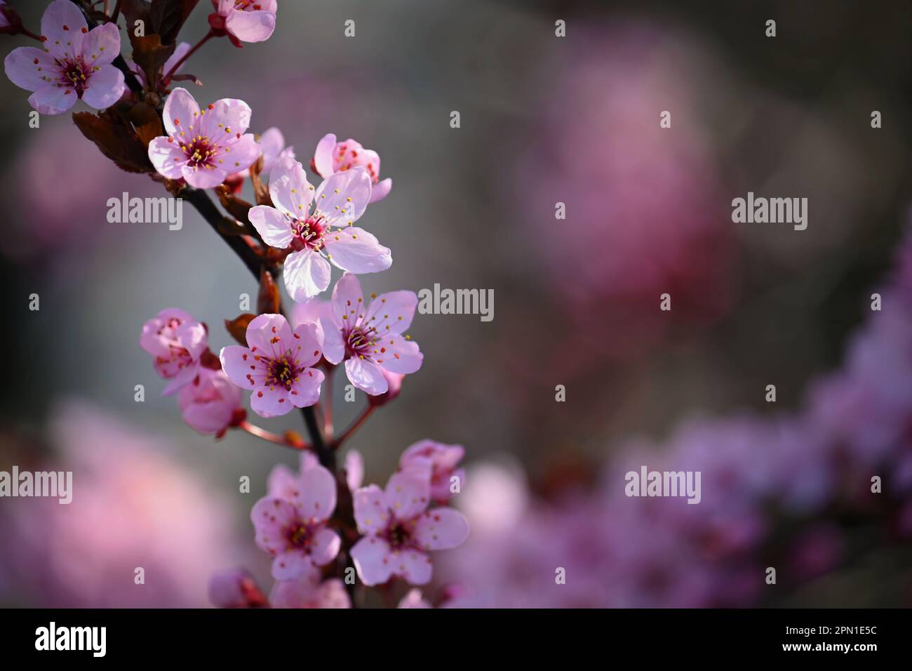 Beautiful spring flowering tree - Japanese Sakura Cherry. Natural ...