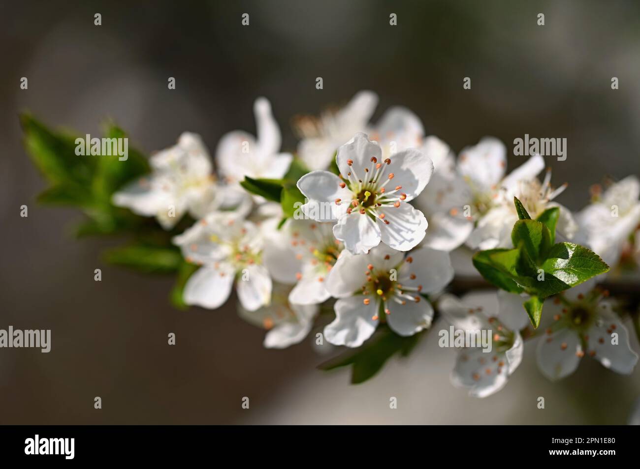 Flowering tree. Beautiful spring background with nature. Colorful ...