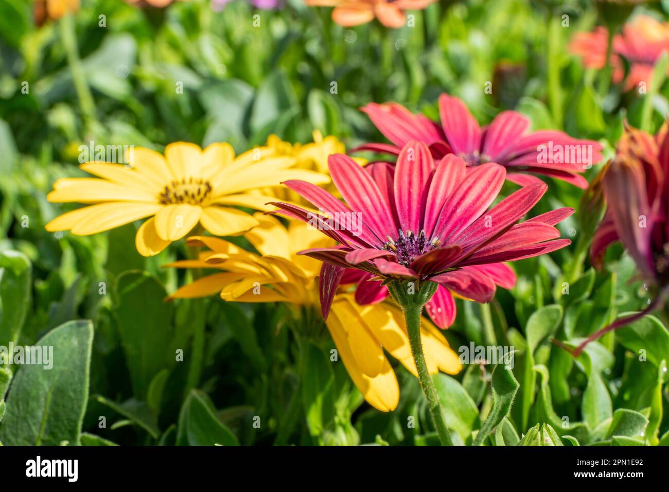 Yellow african daisies hi-res stock photography and images - Alamy