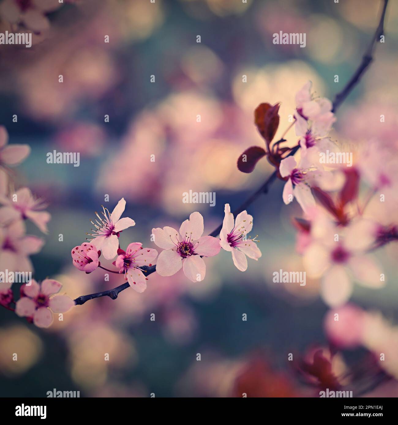 Spring time. Beautiful flowering tree. Spring in nature and colorful ...