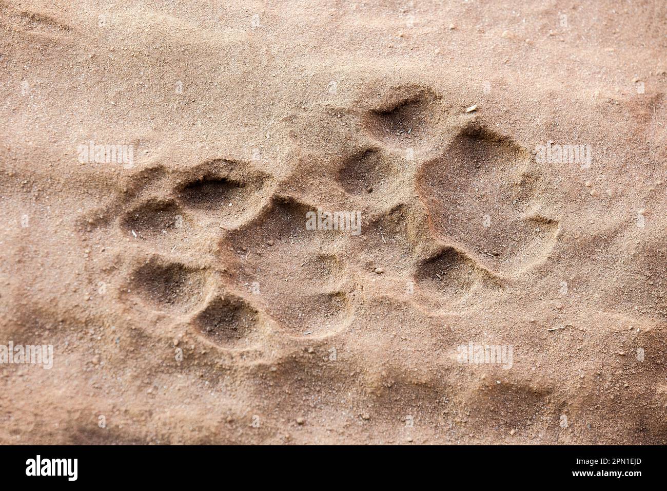 Big cat spoor hi-res stock photography and images - Alamy