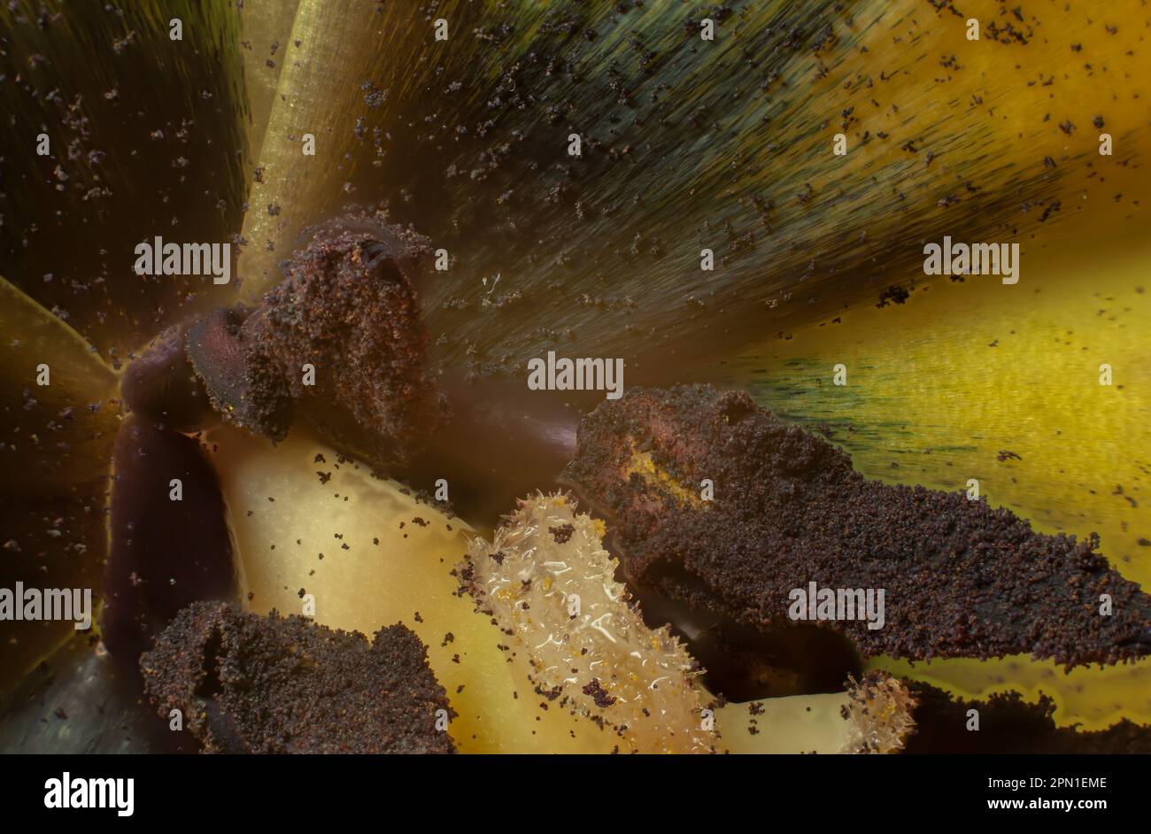 Splash inside flower macro background dark photo Stock Photo - Alamy