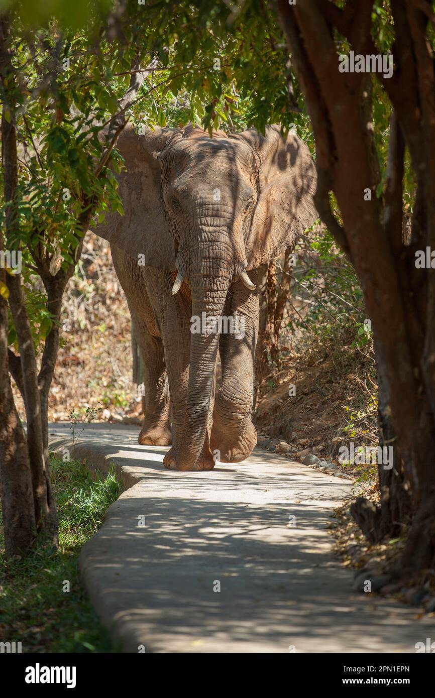 Large African Elephant walking along the concrete boardwalk, Royal ...