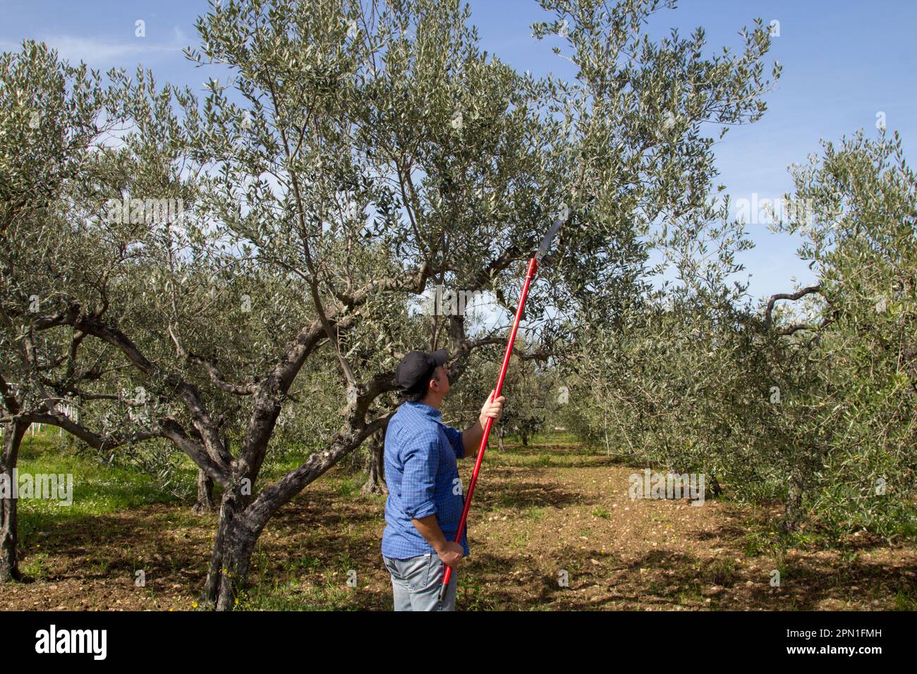 Image of a farmer in the countryside who cuts the branches of a tree ...