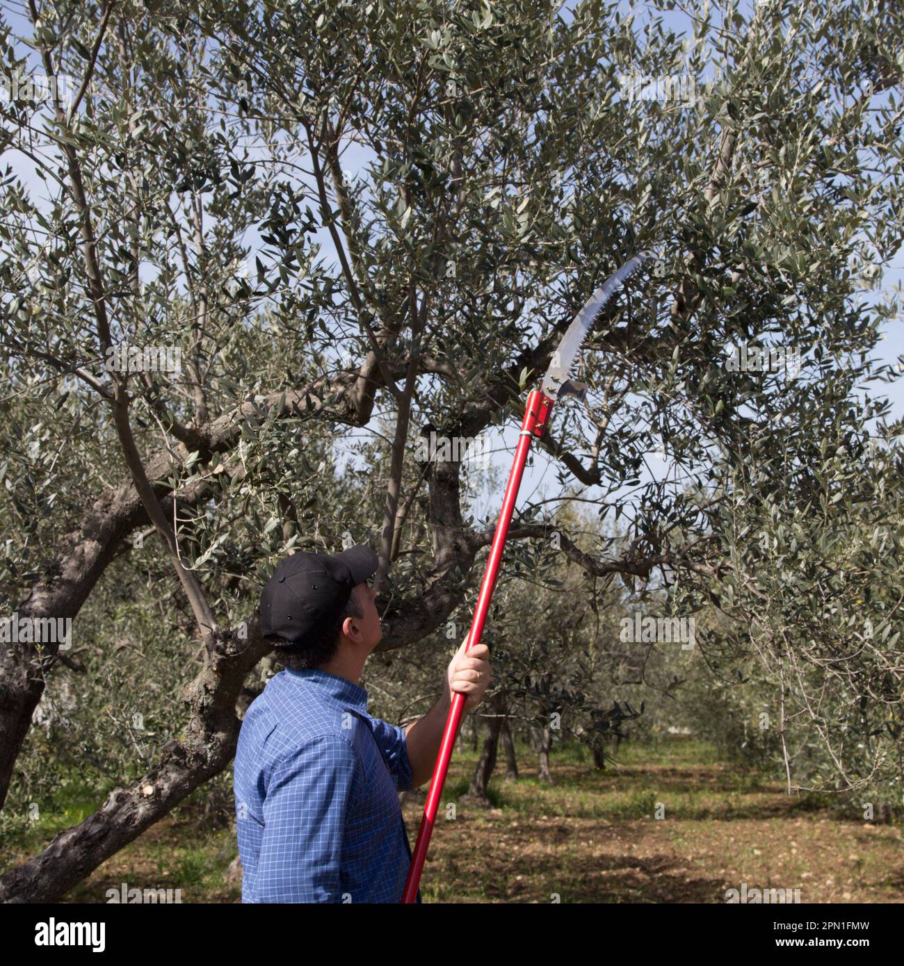Image of a farmer in the countryside who cuts the branches of a tree ...