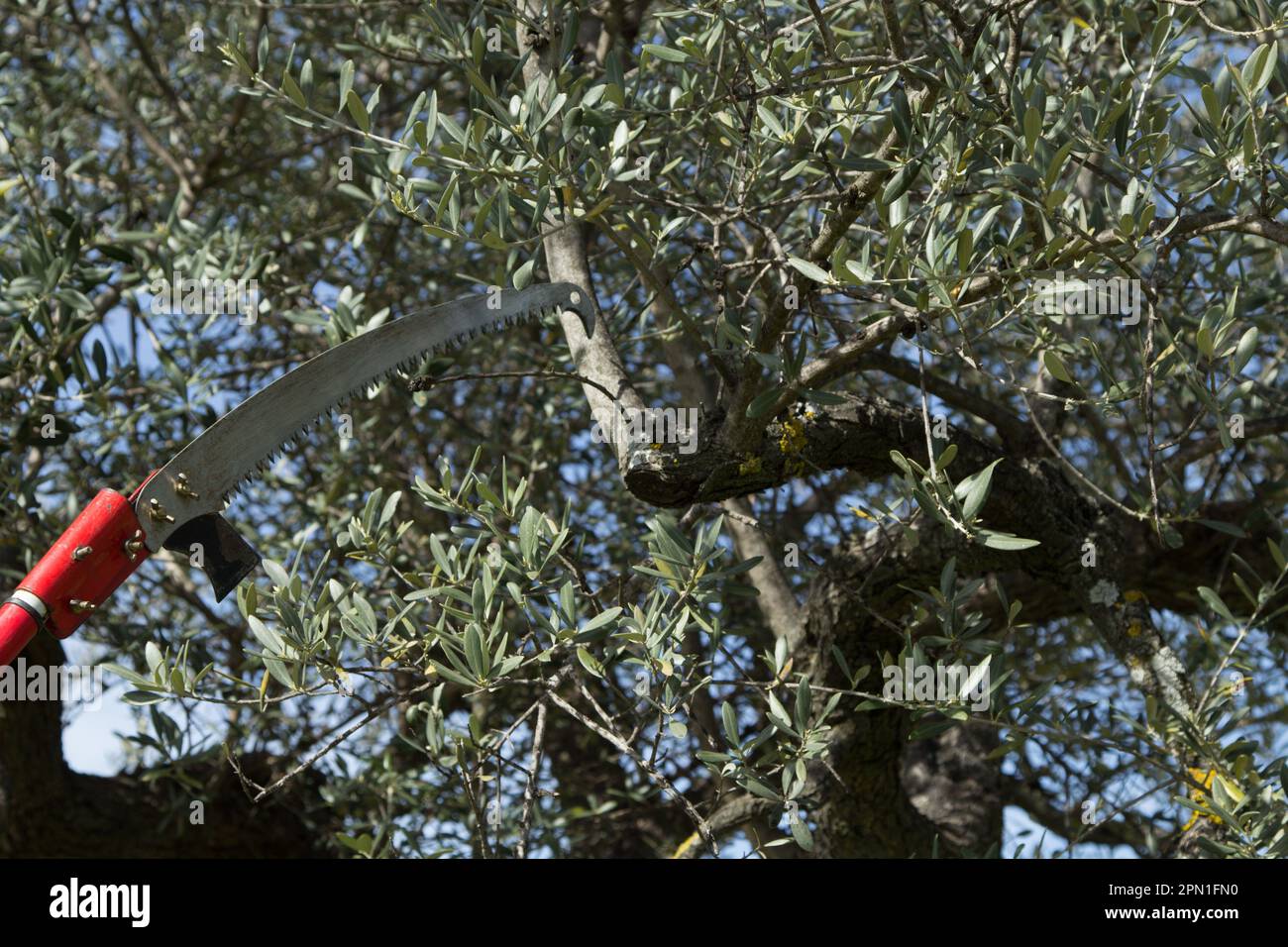 Image of a saw blade cutting through tree branches. Pruning of trees ...