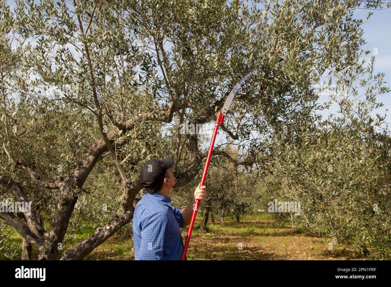 Image of a farmer in the countryside who cuts the branches of a tree ...