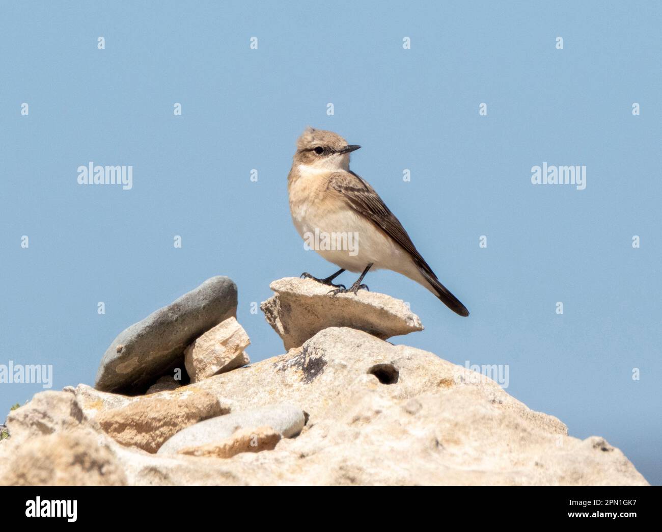 Female Eastern Black-eared Wheatear, (Oenanthe melanoleuca). Paphos ...