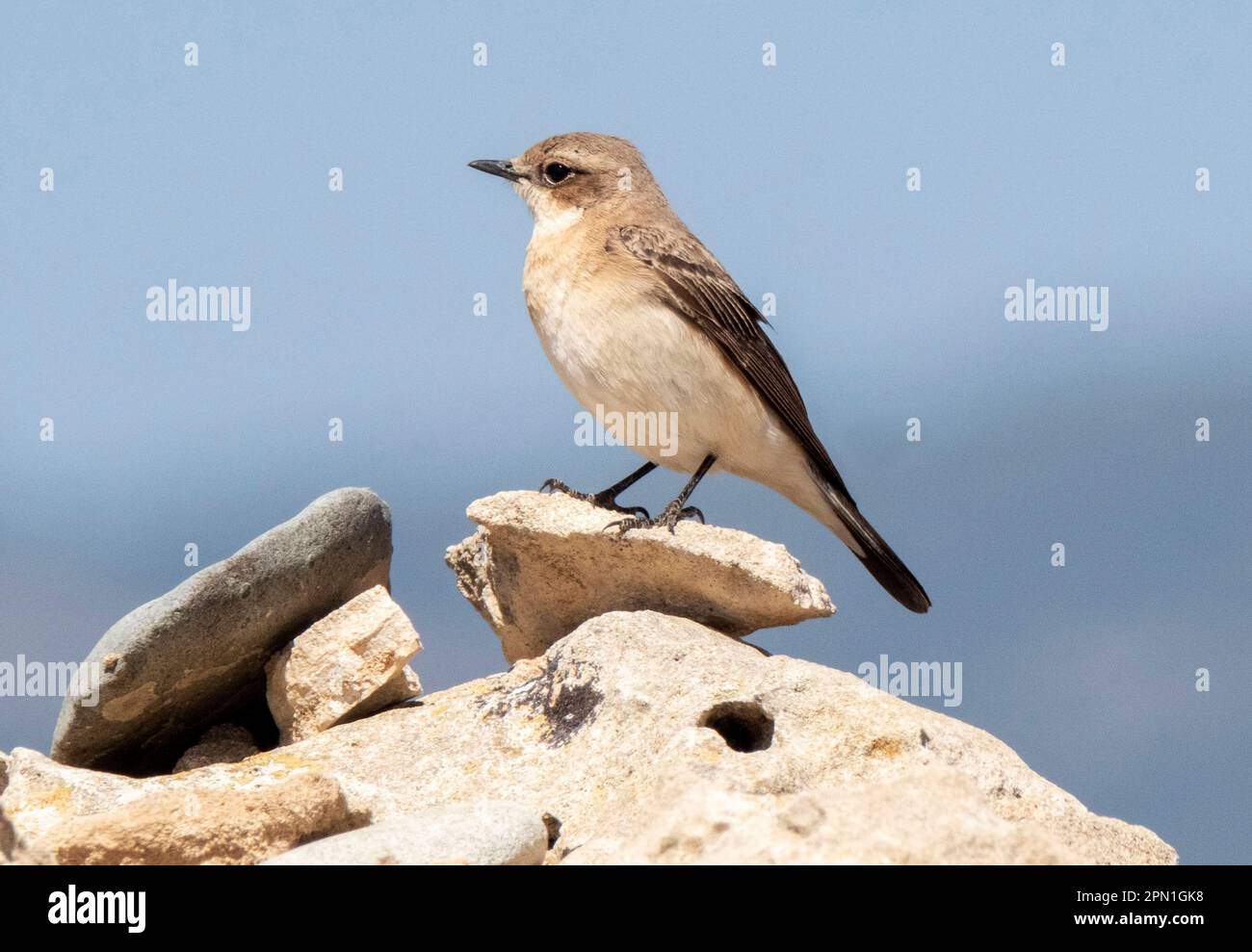 Female black eared wheatear cyprus hi-res stock photography and images ...