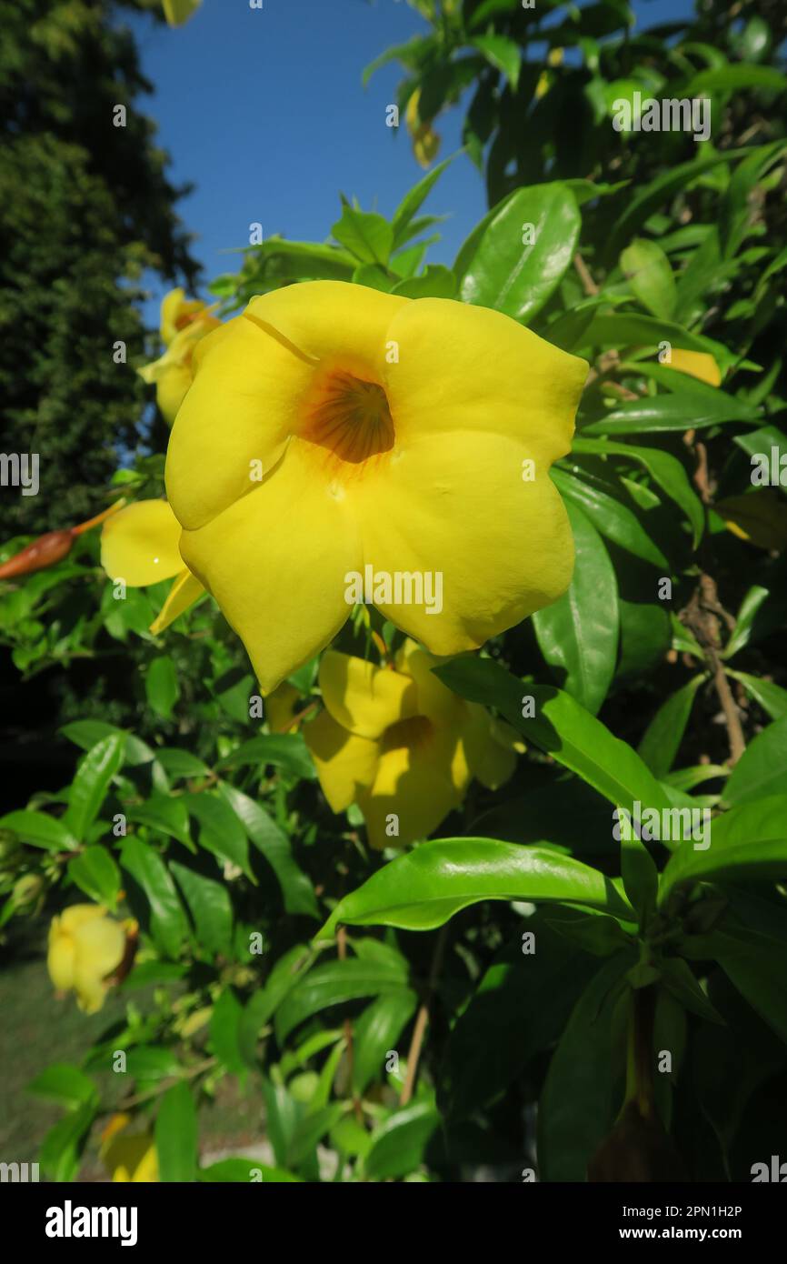 Allamanda blooms in the botanical garden Stock Photo - Alamy